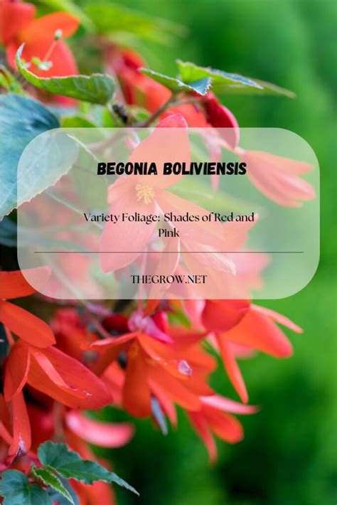 18 Common And Rare Begonia Varieties With Pictures Thegrow
