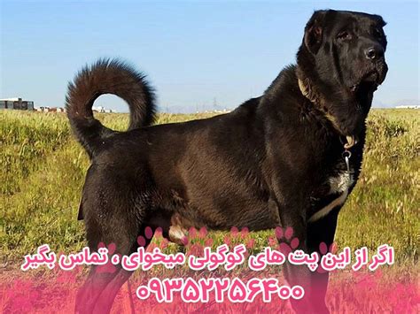 سگ سرابی Sarabi Dog سایت پامرانین