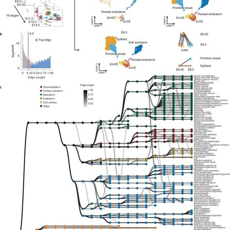 Systematic Reconstruction Of The Cellular Trajectories Of Mouse