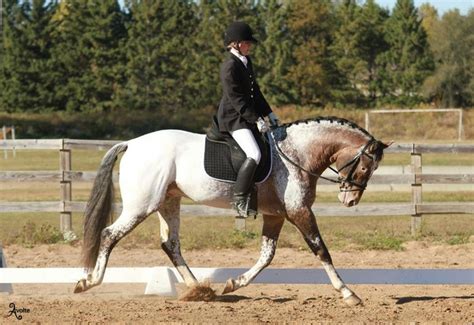 Custom Design Aphc Sporthorse