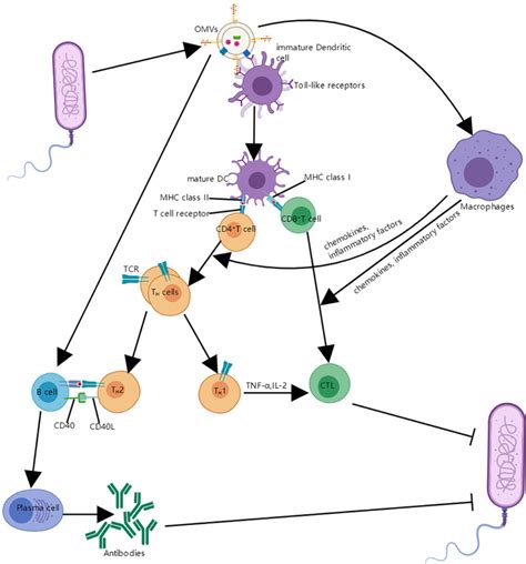 Bacterial Outer Membrane Vesicles As A Candidate Tumor Vaccine Platform Pmc