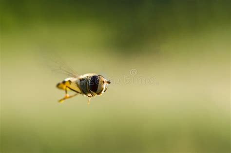 Wild Fly Diptera Having Sex Mating Fly Insect Isolated Stock Photo Image Of Female Insect