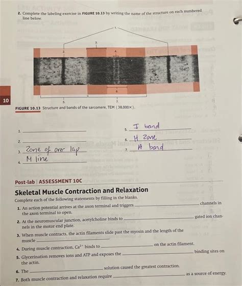 Solved 2 Complete The Labeling Exercise In Figure 1013 By