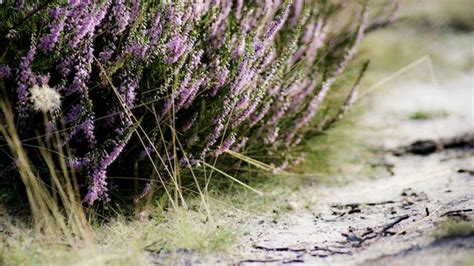 Premium Photo Windflowers Growing On Field