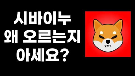 시바이누 왜 오르는지 아십니까 Youtube