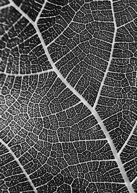 Leaf Veins II Photography By Charles Brabin Saatchi Art Patterns In Nature Shape