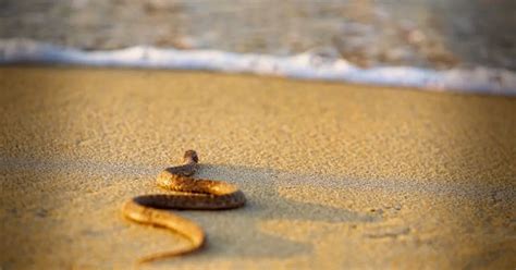 작은 뱀 꿈 해몽 3가지 뱀에 물리는 죽이는 뱀한테 뱀이 여러 마리