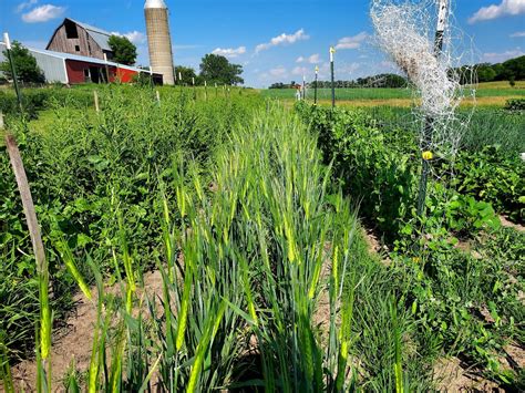 Chilga Arpa Barley Cultivating The Commons
