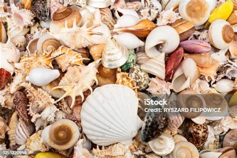 다양한 바다와 바다에서 이국적인 조개 껍질의 다양한 위에서 볼 수 있습니다 가리비에 대한 스톡 사진 및 기타 이미지 가리비 갑각류 껍데기 Istock