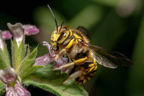 19 Types Of Bees In Your Backyard With Pictures Home Grail