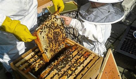 Gardaí Investigating Theft Of Beehives And Native Irish Bees Laois Live