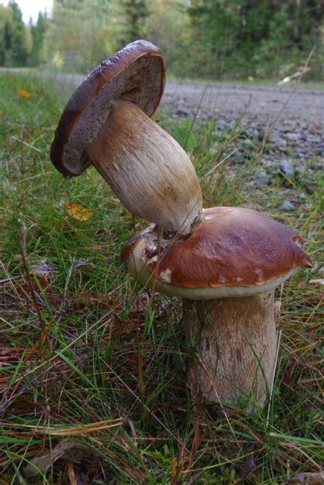 Tatti tatin päällä