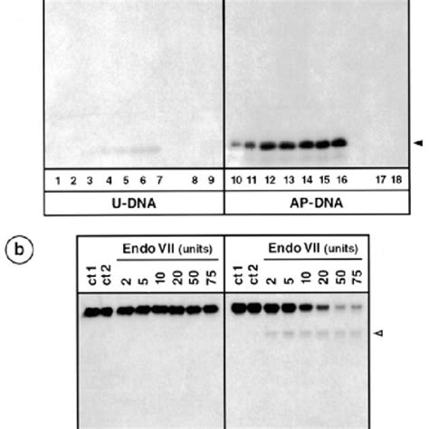 Model Of Endo Vii Binding To Kinked Dna The Diagram Shows Endo Vii