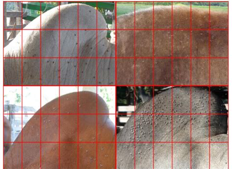 Template Used For Flies Counting Download Scientific Diagram