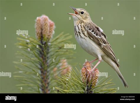 Tree Pipit Singing Hi Res Stock Photography And Images Alamy