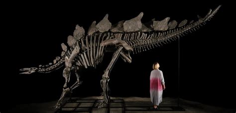 This Stegosaurus Skeleton Just Sold For A Record Setting 44 6 Million