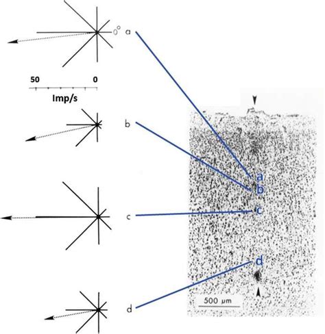 columnar organization of the motor cortex a movement direction