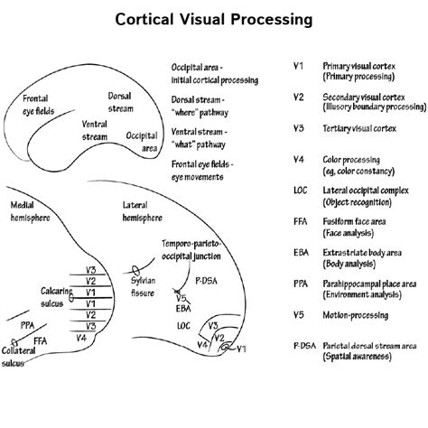 Neuroanatomy Glossary Cortical Visual Processing Ditki Medical