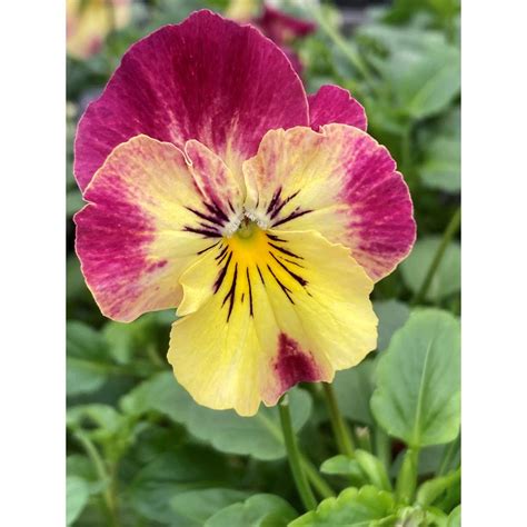Pansy Trailing Raspberry Swirl 1l Bedding Plants Polhill Garden Centre