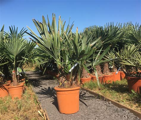Rhapidophyllum Hystrix Needle Palm