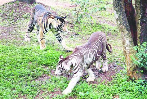 Melanistic Tiger