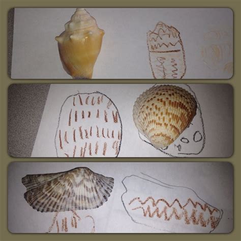 Observational Drawings Noticing Patterns In Shells Darlamyersclass Classroom Art Projects