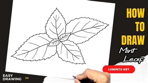How To Draw Mint Leaf Easy Mint Leaf Drawing Youtube