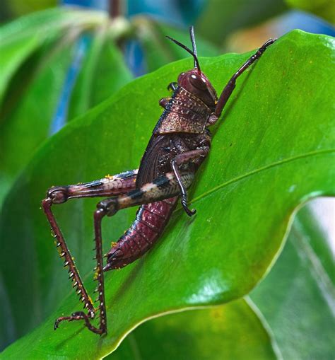 Australian Locust 15 Image Stack By Colinbm1 On Deviantart