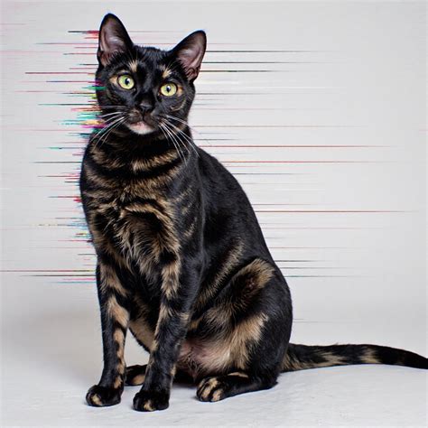 a glitched photo of a cat with image created by speach1sdef178