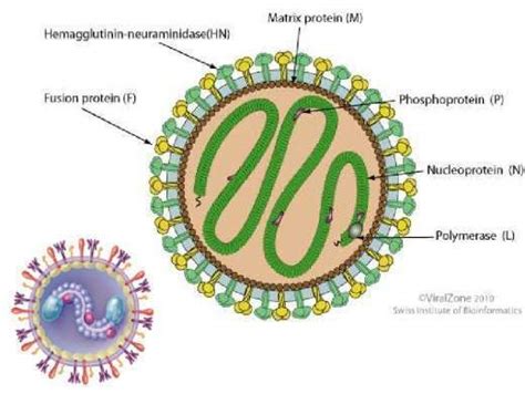 Parainfluenza Canina Ecured