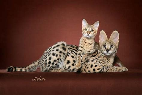 Serval Michael Broad