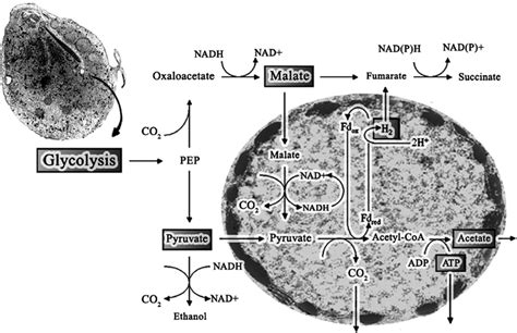 Metabolic Pyruvate Metabolism In T Vaginalis Hydrogenosomes The Download Scientific Diagram