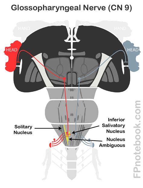 Ix Cranial Nerve Glossopharyngeal Nerve Learn Human