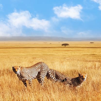 Grupo De Cheetahs En La Sabana Africana Tanzania Parque Nacional Del