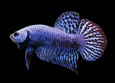 Full Alien Betta Care Guide Related Faqs