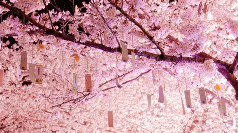 일본의 푸른 하늘을 배경으로 한 벚꽃나무 · 무료 스톡 사진