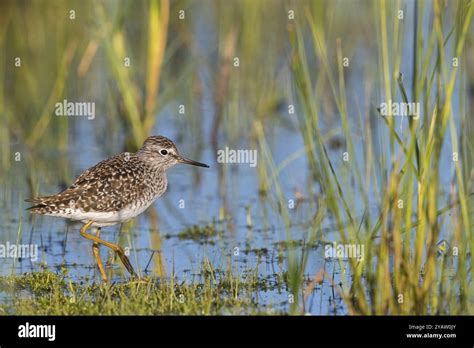 Wood Sandpiper Tringa Glareola In The Biotope Wadi Darbat Salalah