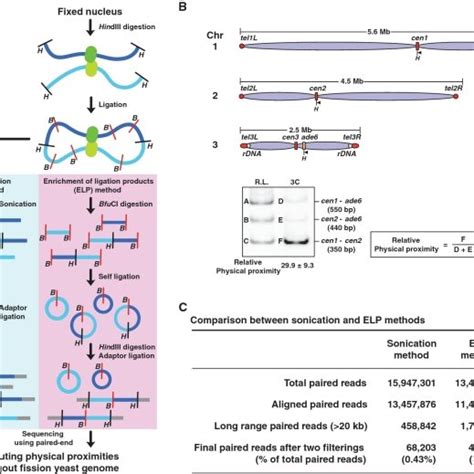 Modeled 3d Structure Of The Fission Yeast Genome A The 3d Genome