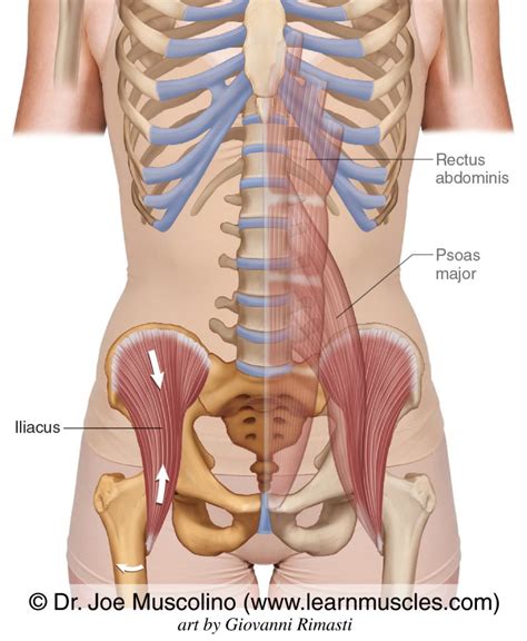 Iliacus Learn Muscles
