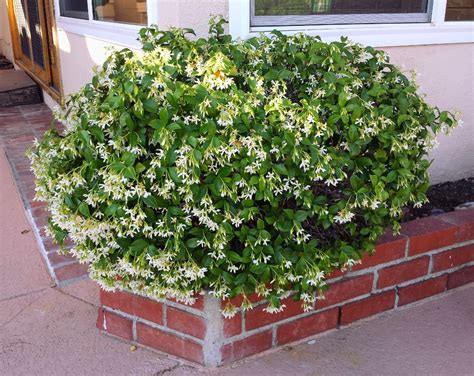 Star Jasmine As Bush At Vincent Flora Blog