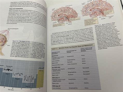 Principles Of Cognitive Neuroscience 興趣及遊戲 書本 And 文具 教科書 Carousell