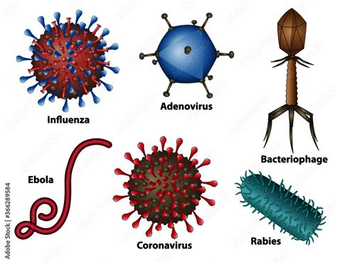 Virus Types Examples Of Virions For Influenza Adenovirus Bacteriophage Ebola Coronavirus
