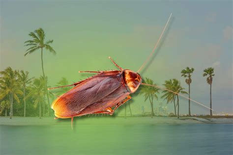 Cockroaches In Florida Types And Active Seasons
