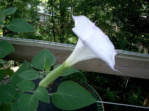 Moonflower Tall Night Flowering White Ipomoea Alba White Tropica
