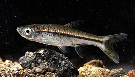 Rasbora Wikipedia