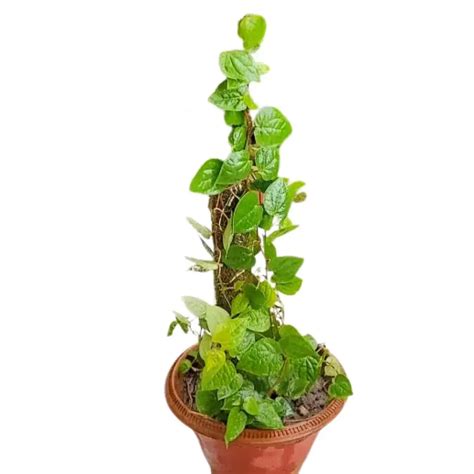 Betel Leaf Paan Big Leaf Paan Nurserywale