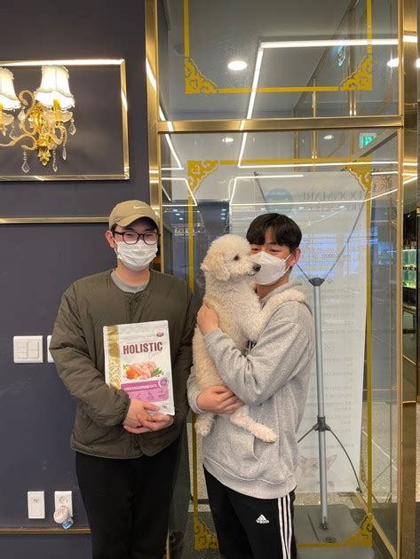 안양 2021 0154 푸들 크림 책임분양 말티폼키우는방법 보더콜리키우는방법 프렌치불독키우는방법 빠삐용키우는방법 파피용키우는방법 사모예드키우는방법 스피츠키우는방법 시바견