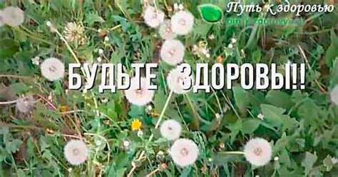Одуванчик для кожи, здоровья и волос. Рецепты и маски
