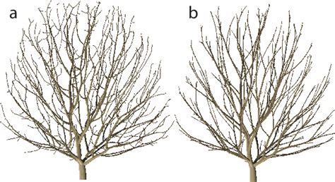 Figure 1 From Modeling Trees With A Space Colonization Algorithm