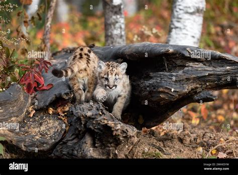 Cougar Kittens Puma Concolor In Log One Stepping Out One Stepping In